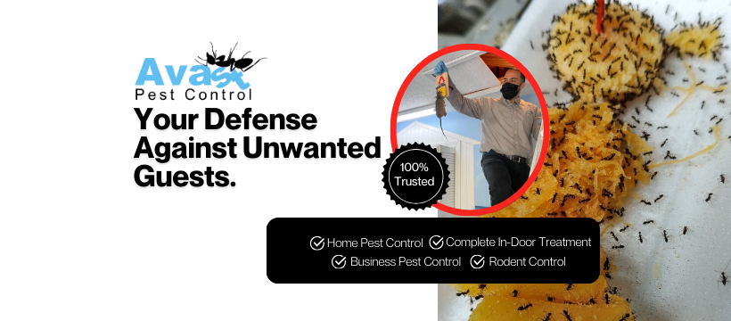 Services - Avast Pest Control - Orlando's Trusted Pest Management